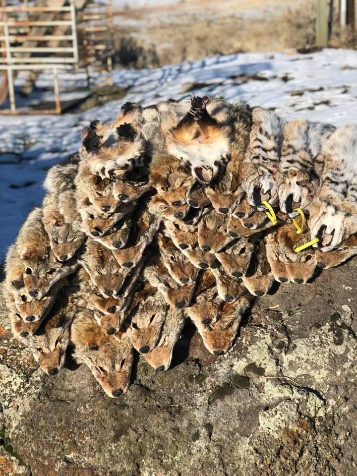 Idaho Trappers Association | Elmore County Fair and Rodeo