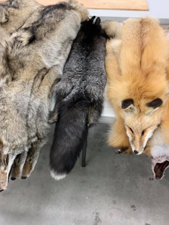 Idaho Trappers Association | Elmore County Fair and Rodeo