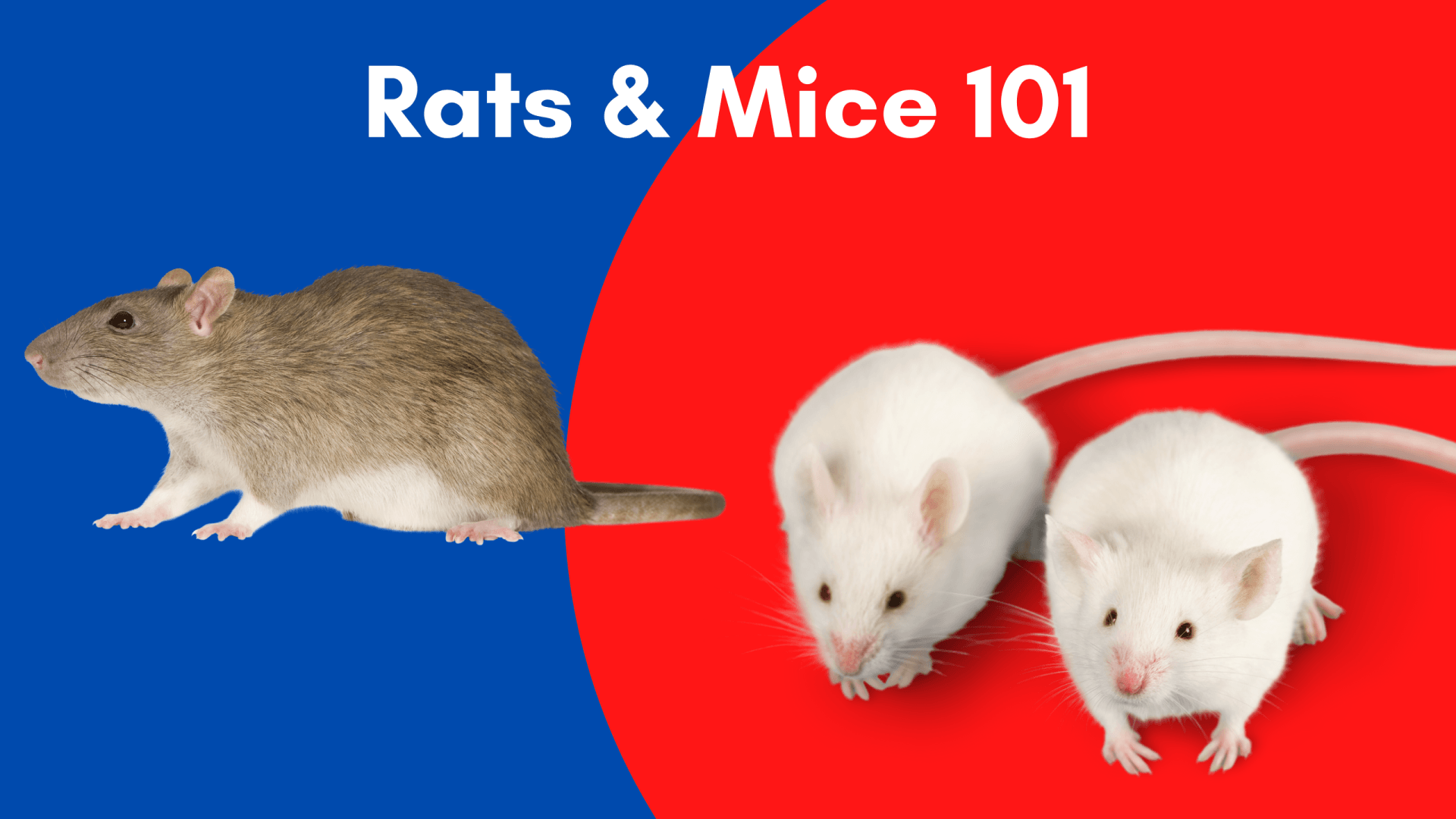 Rats & Mice 101