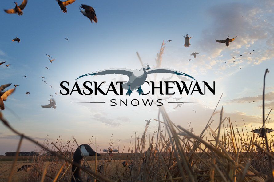 Guided Duck and Goose Hunts in Saskatchewan