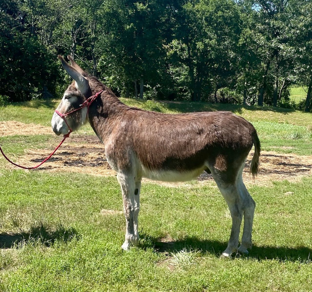 Garrett Mammoth Jackstock Riding Donkeys