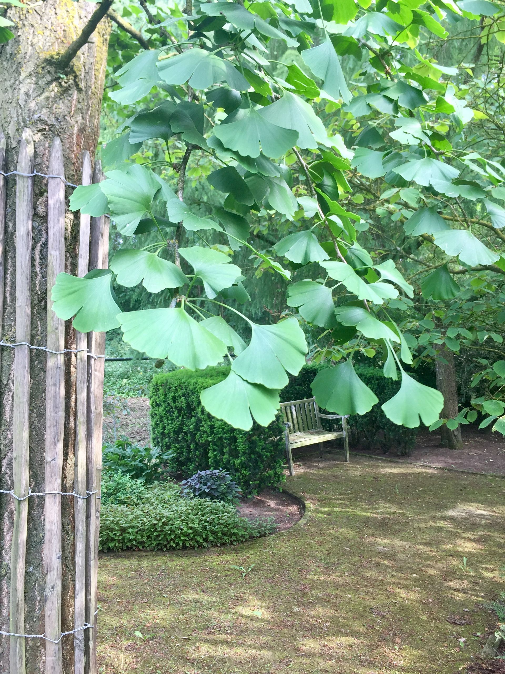 GINKGO BILOBA