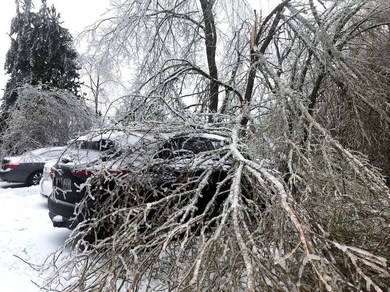 Paintless Dent Repair: A Simple Solution To Tree Limb Damage