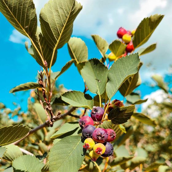 The Berry Barn | Restaurant, Greenhouse, Bakery, Gift Shop and more!