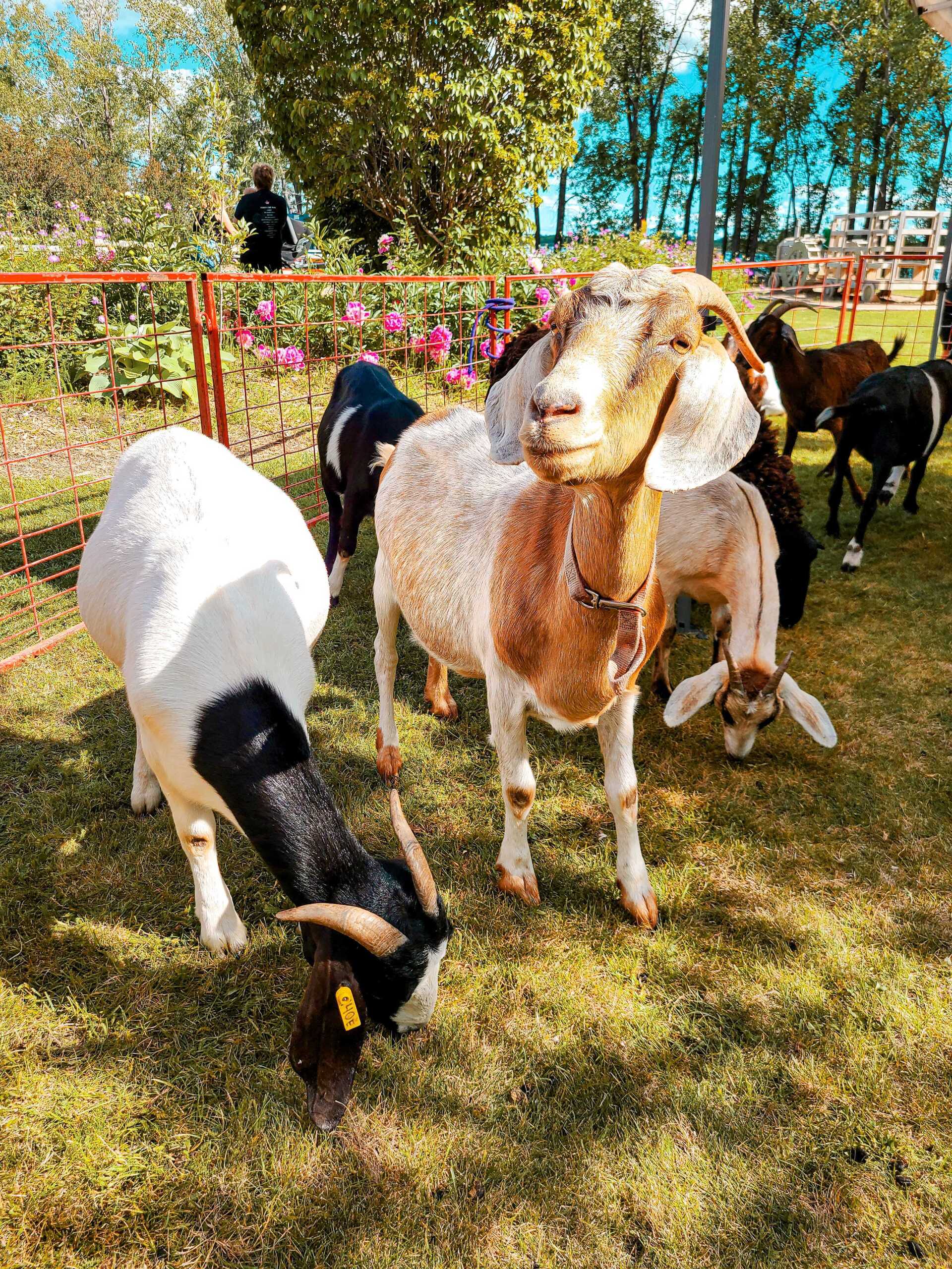 Attractions | The Berry Barn