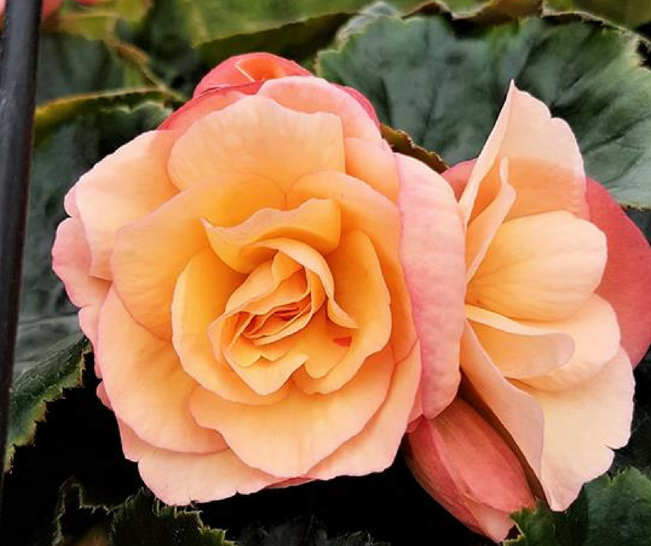 Friday Flower Feature - Begonias