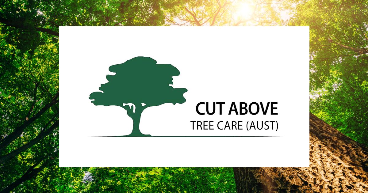 Arborist Toowoomba | Cut Above Tree Care