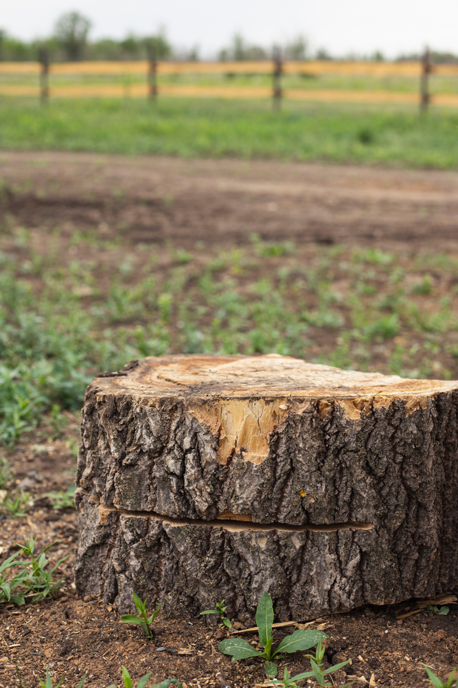 Stump Grinding Toowoomba Region | Cut Above Tree Care