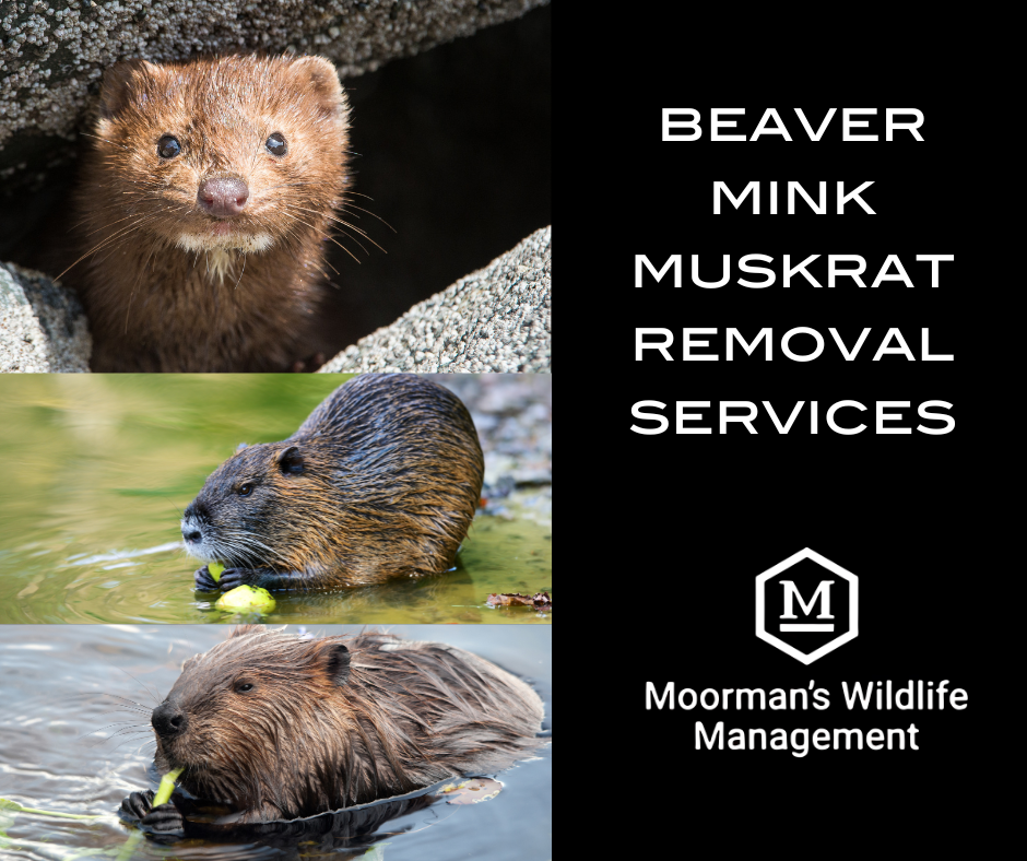 Beaver, Mink, and Muskrat Removal Services near you.