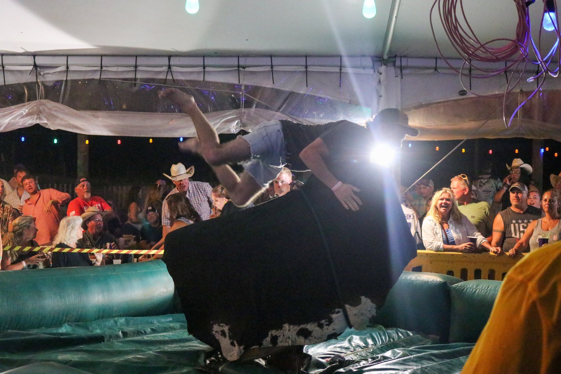 FLORA-BAMA BULLS ON THE BEACH