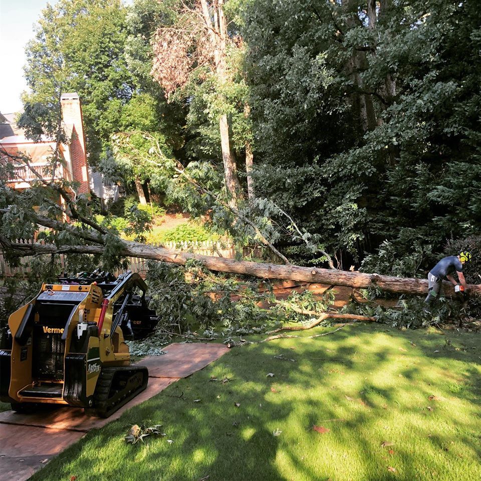 Executive Arbor - #1 Tree Service In Johns Creek (770) 231-6370