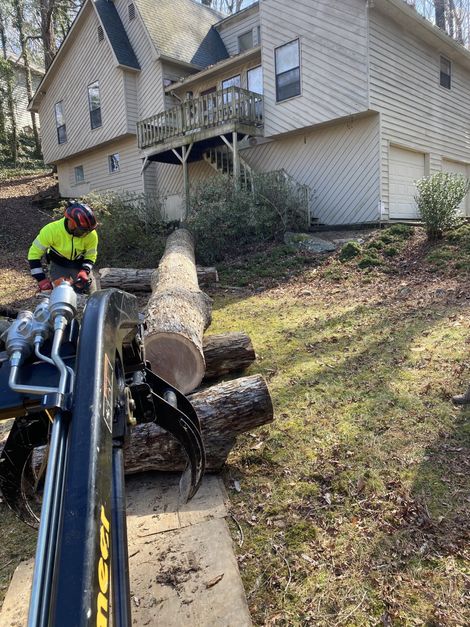 Executive Arbor - #1 Tree Service In Johns Creek (770) 231-6370