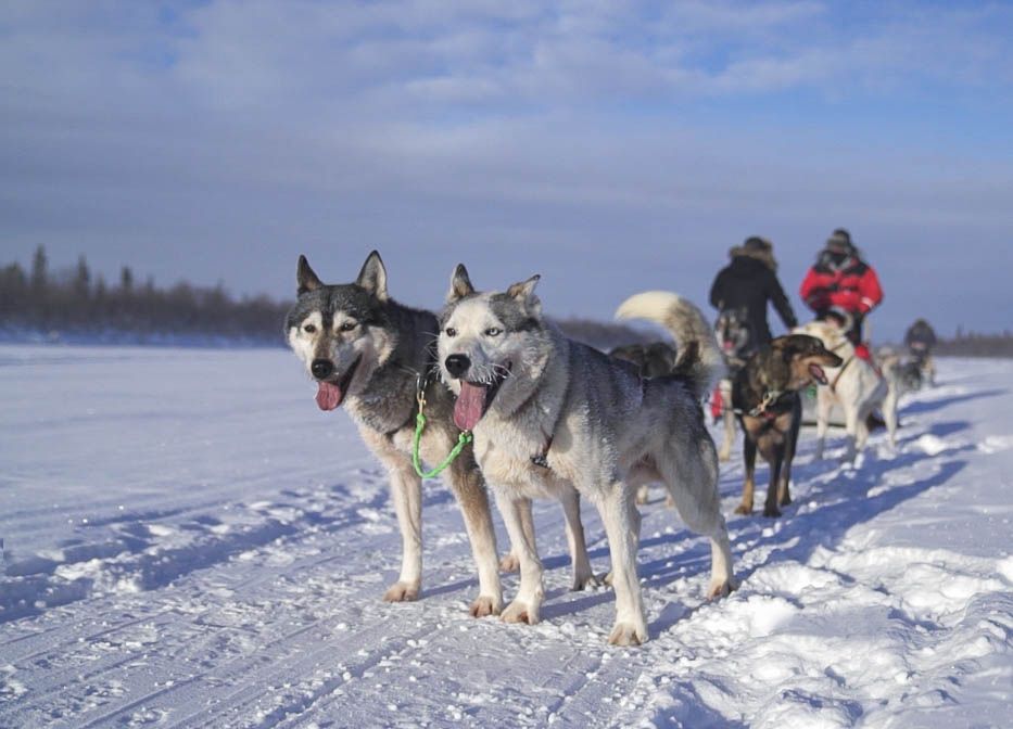 Husky Safari Levi Finland 2024-2025