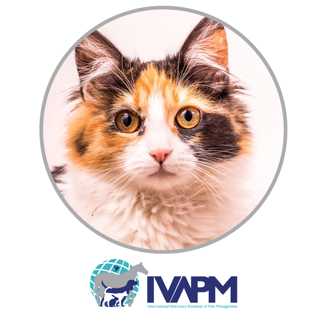 Pain in Animals Checklist