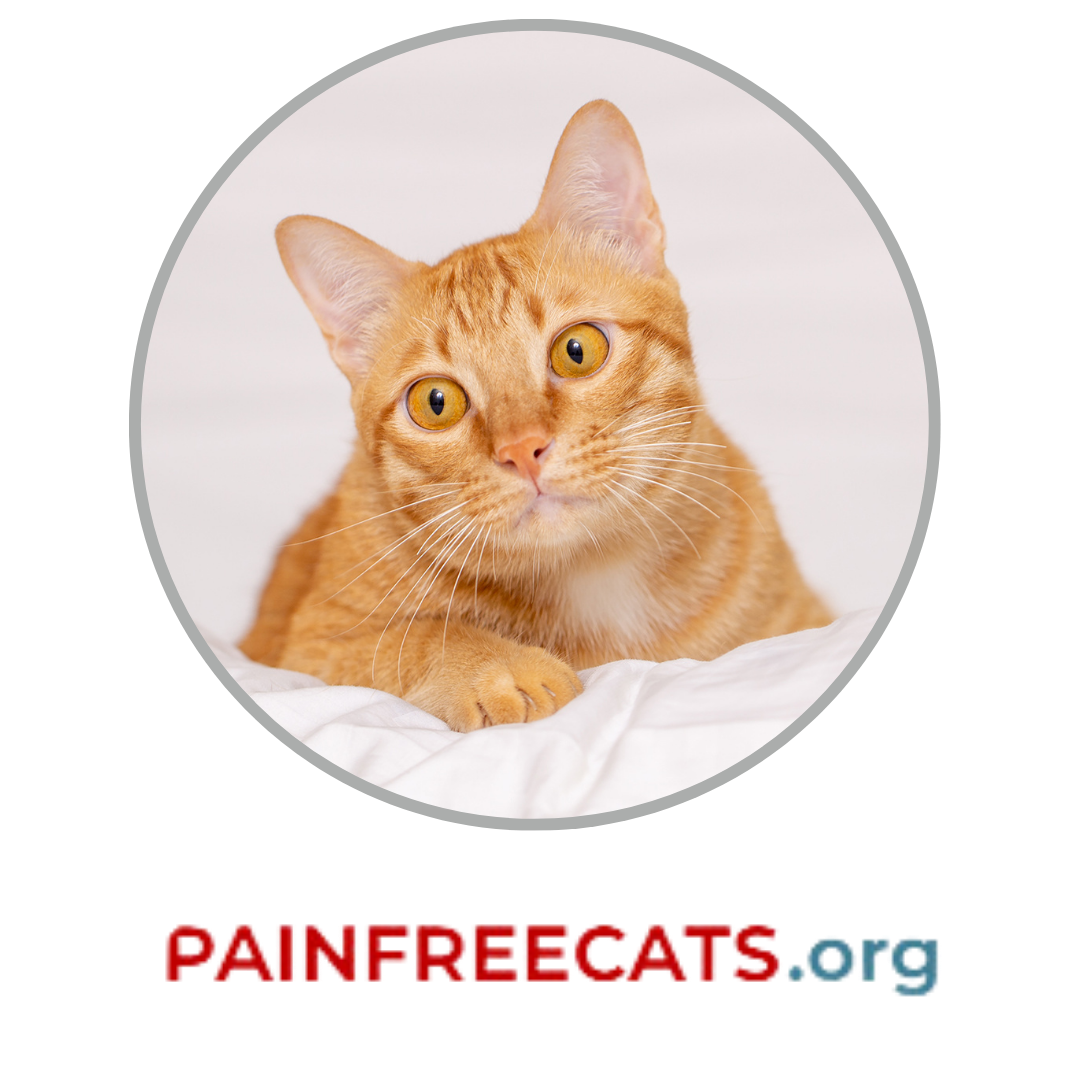 Pain in Animals Checklist