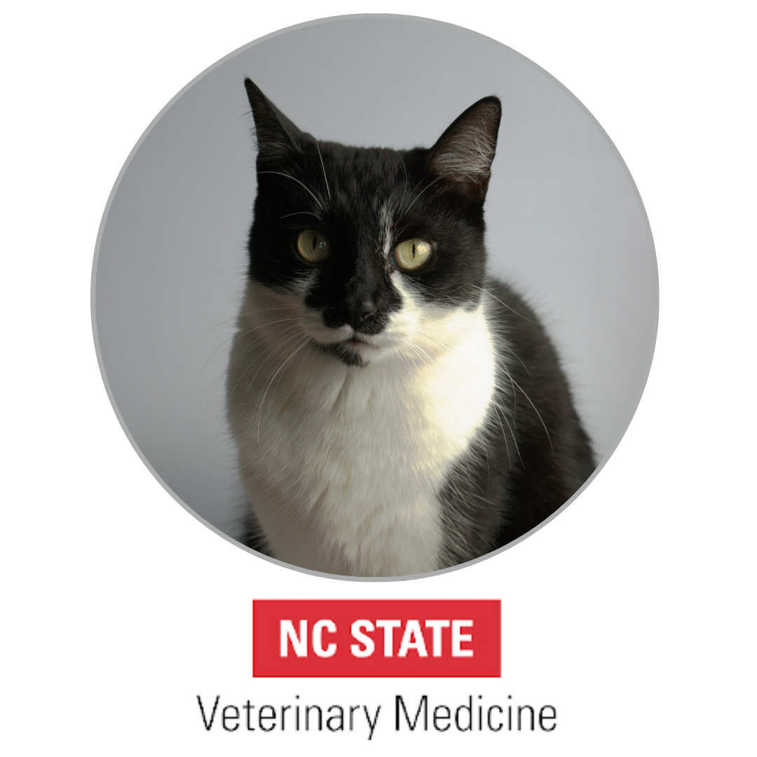 Pain in Animals Checklist