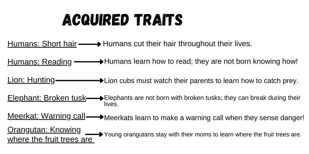 Inherited Vs Acquired Traits EdZOOcating inherited-vs-acquired-traits-edzoocating