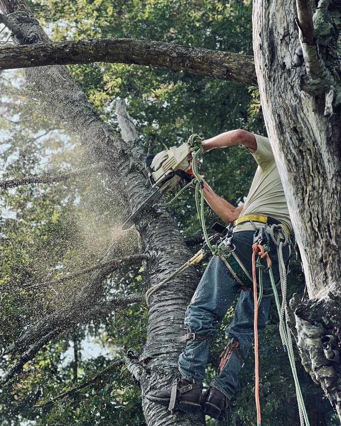 RR Tree Service and Care LLC