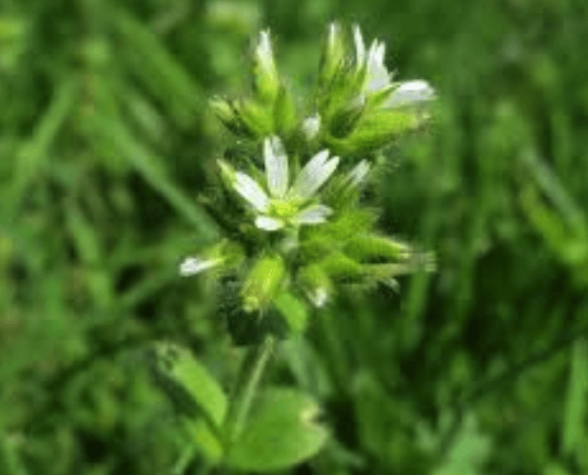 Winter Weed Control in the South | Mighty Green Lawn Care