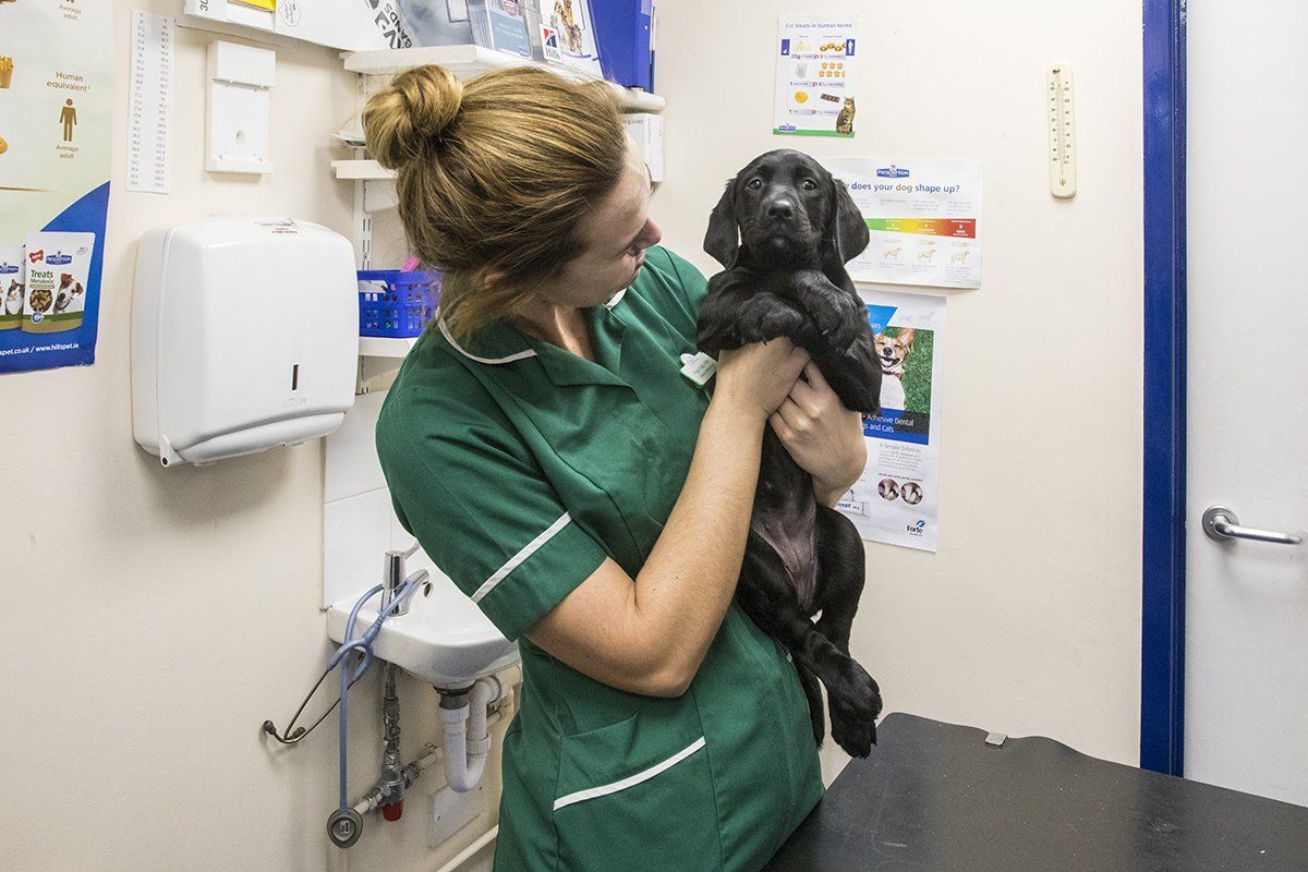 Vet Gallery | Shepherds' Vets Centre Kidderminster