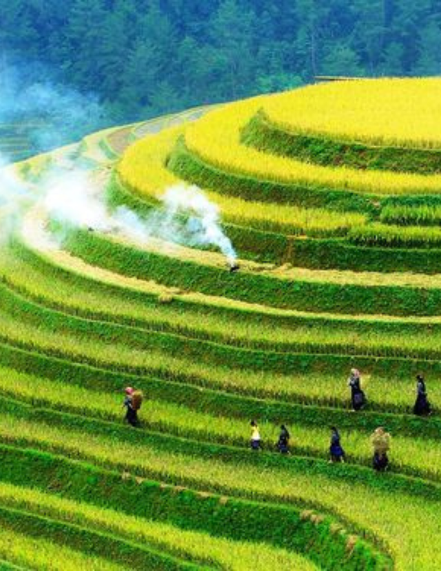 Rice Fields In Vietnam Where To Find The Most Spectacular Rice Fields