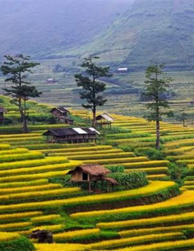 Rice Fields In Vietnam Where To Find The Most Spectacular Rice Fields