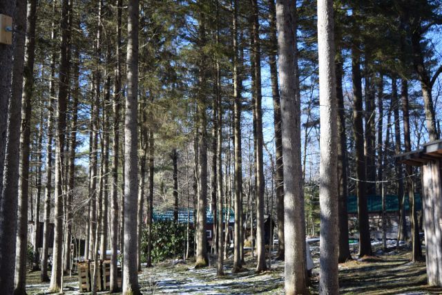 Forest Certification – New York Tree Farm