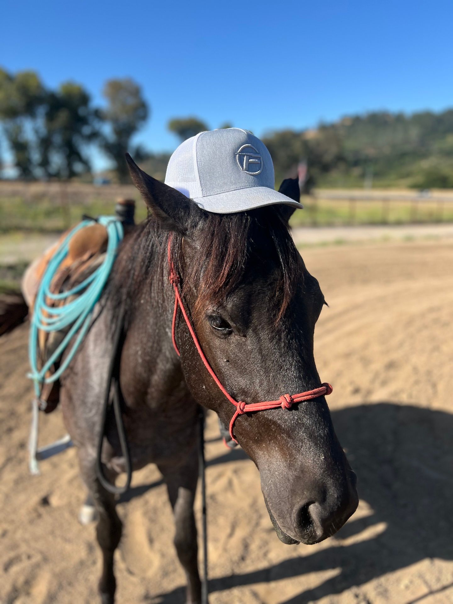 Gallery | Rock Solid Horsemanship