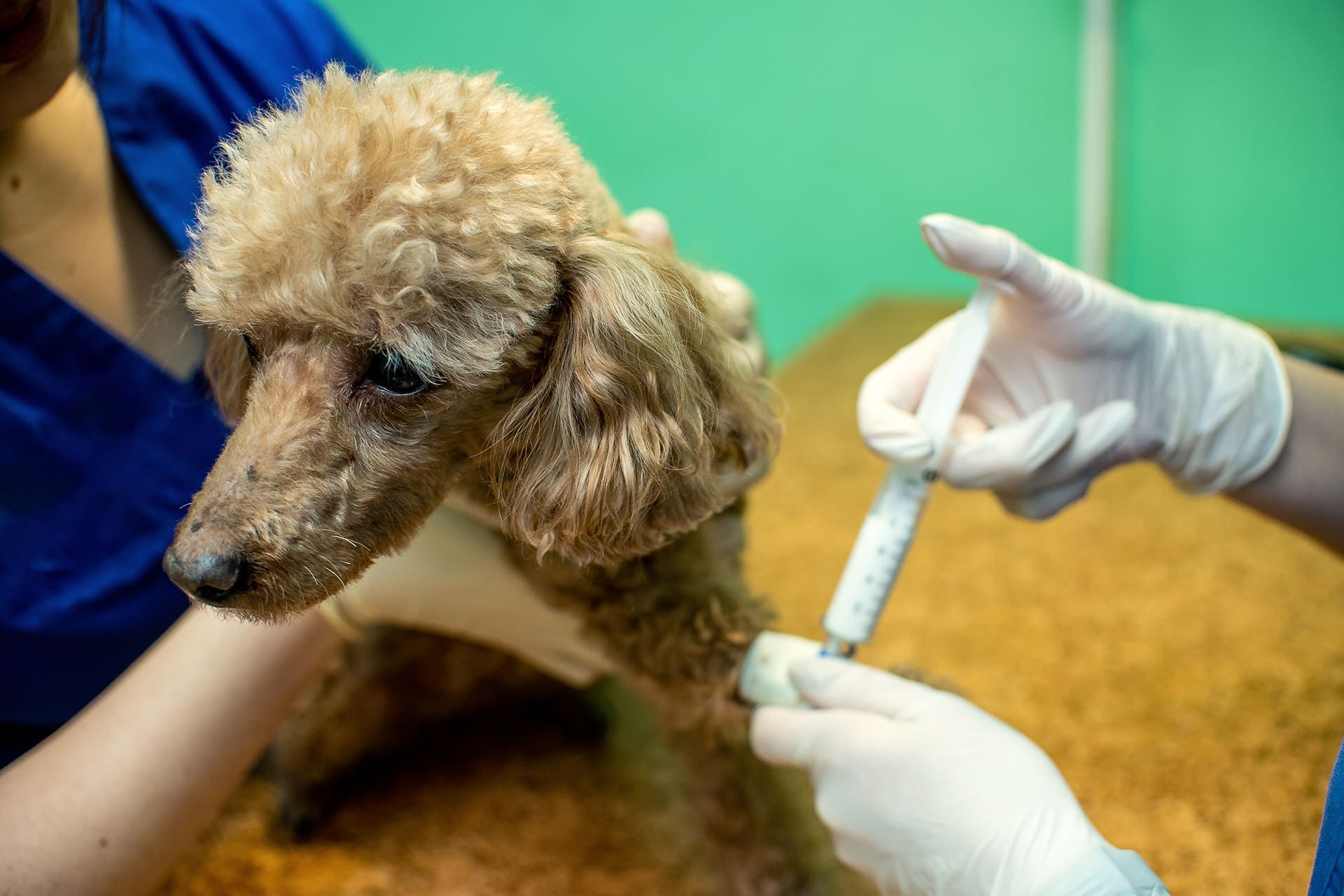 Torigen’s Autologous Cancer Vaccine – Fight Cancer in Dogs