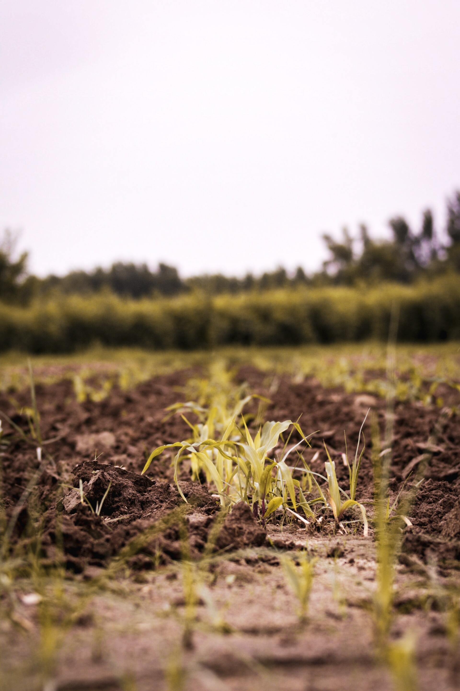 Improving Soil Quality With No-Chemical Methods