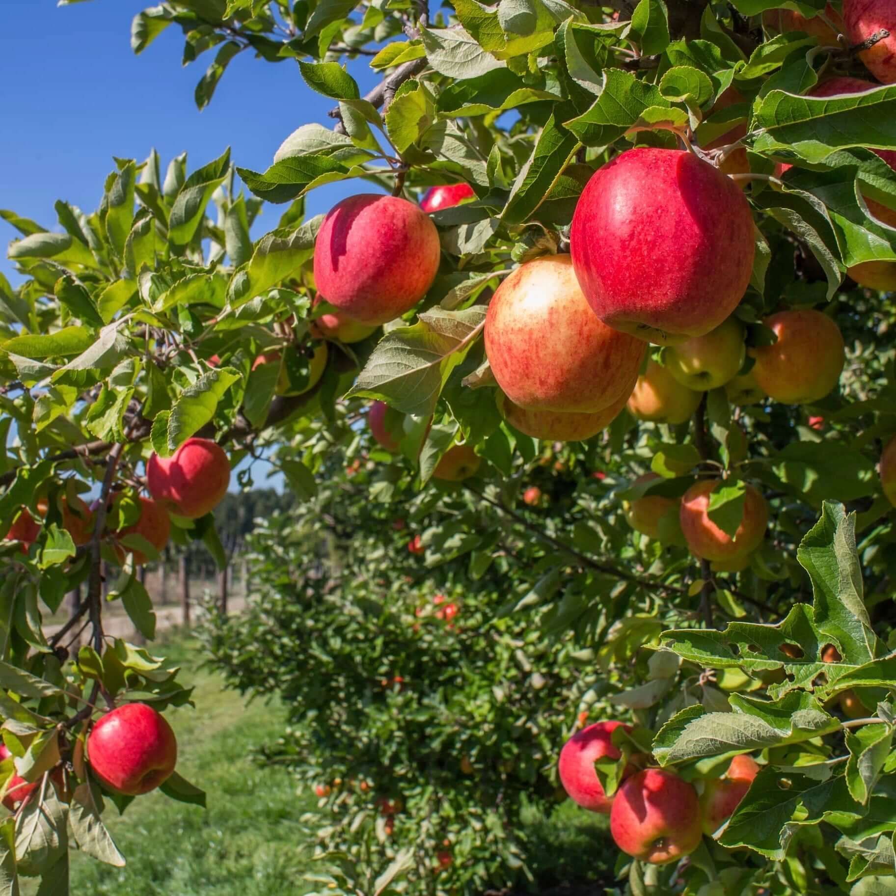 Fruit Trees