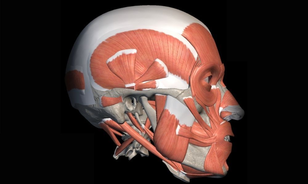 Specific Muscle Self Care: Masseter Muscles