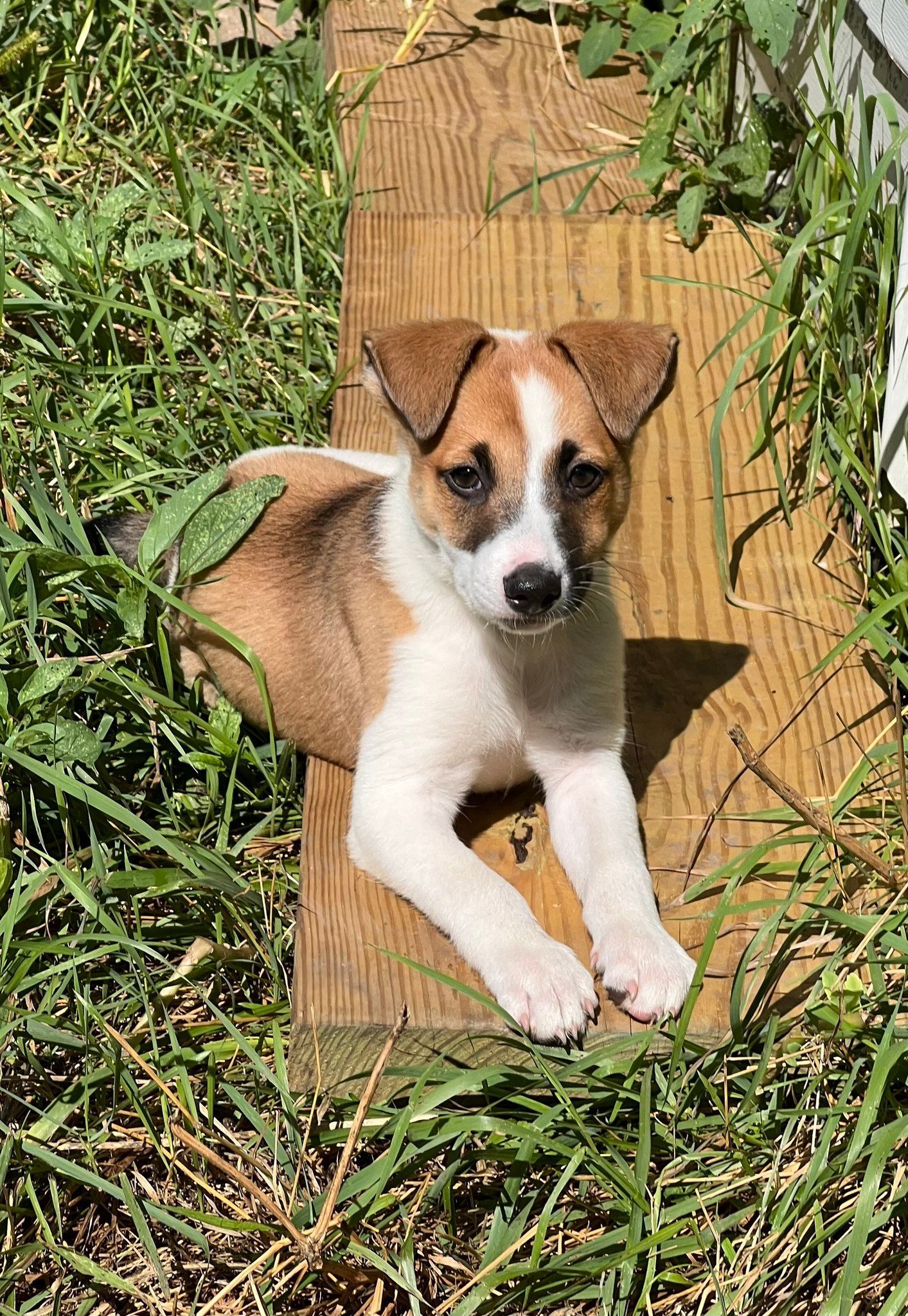 Heart Animal Rescue - Adopt