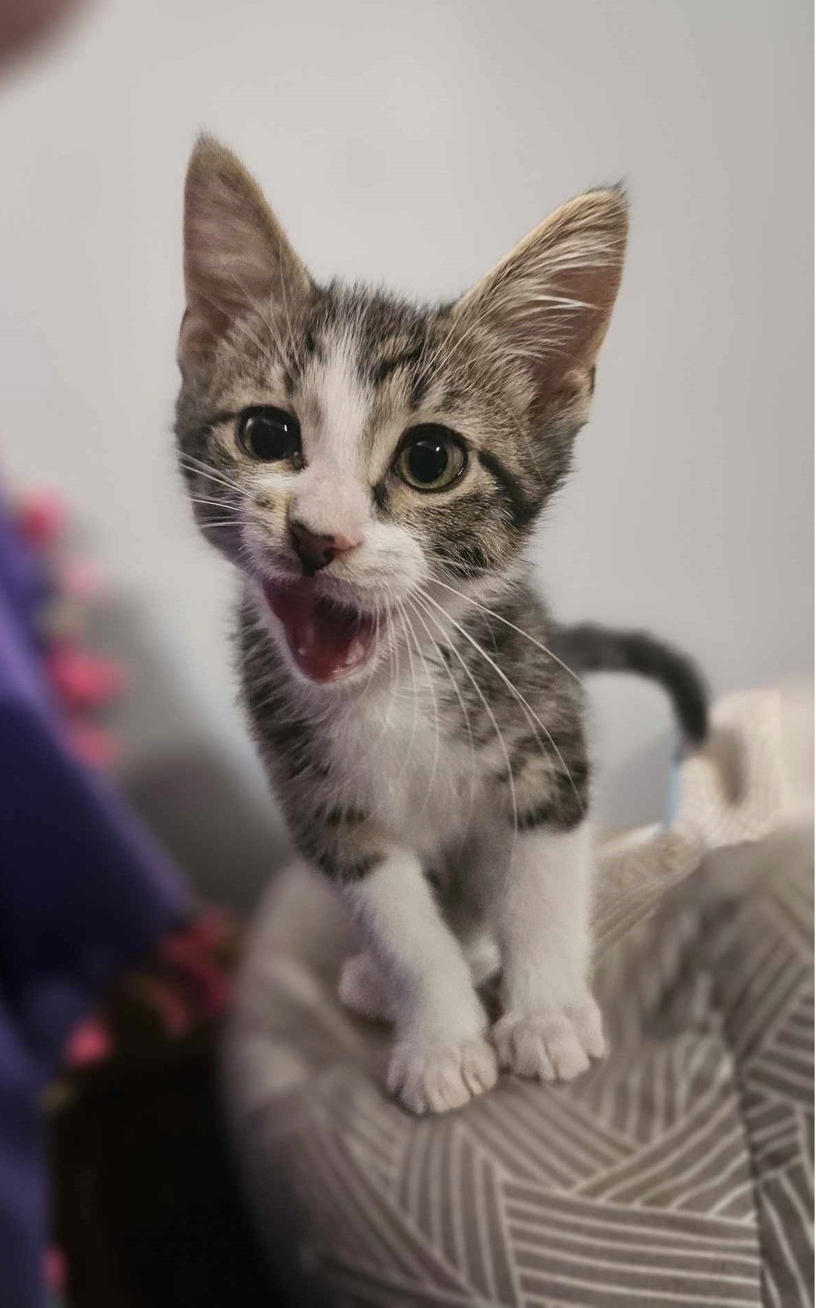 Heart Animal Rescue - Adopt