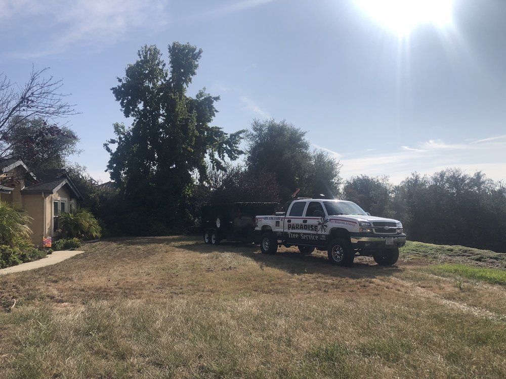 Paradise Tree Service - Top Rated Tree Service - San Luis Obispo ...
