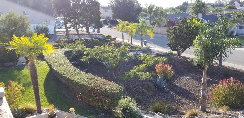 Paradise Tree Service - Top Rated Tree Service - San Luis Obispo ...