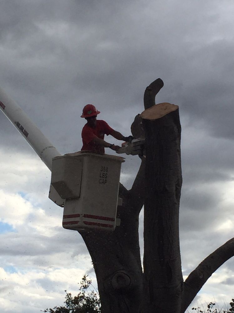 Paradise Tree Service - Top Rated Tree Service - San Luis Obispo ...