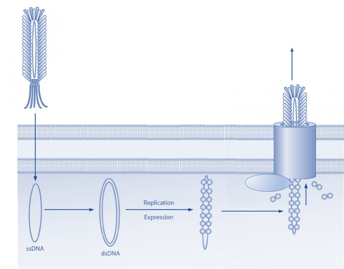 Cell Origins - Pioneers in Phage Display Technology Cell Origins - Pioneers in Phage Display Technology