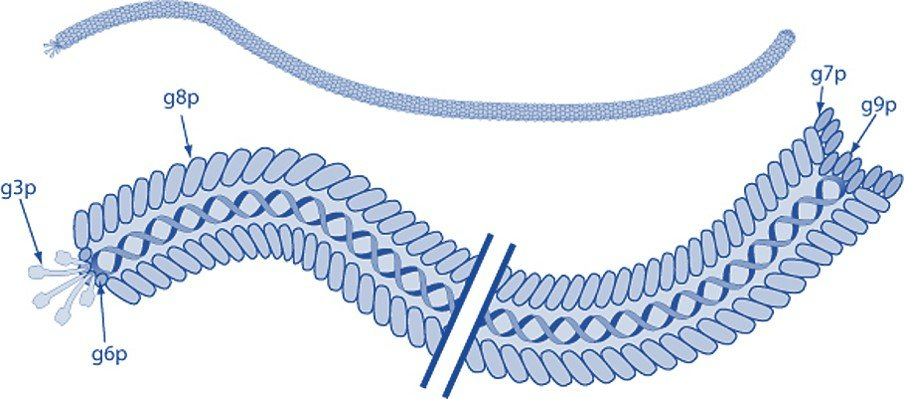 Phage Display Library Construction