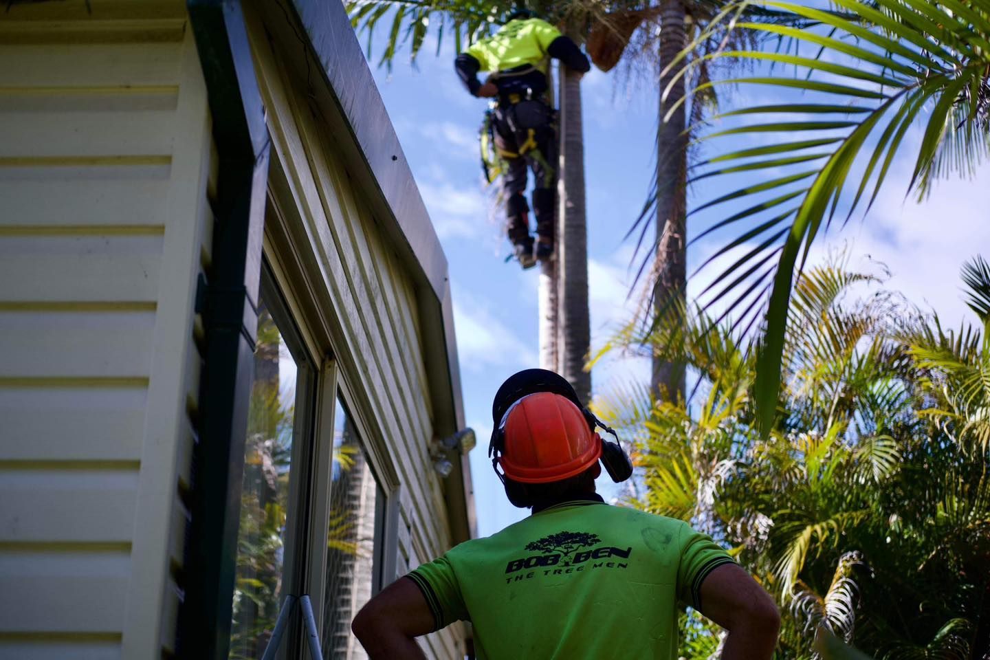 General Tree Removal FAQs | Bob & Ben The Tree Men