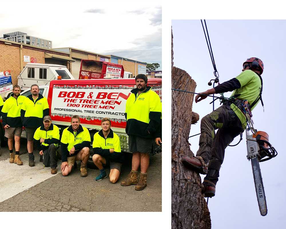 About Us | Bob & Ben The Tree Men