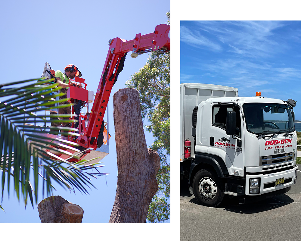 Crane Hire Sutherland Shire | Bob & Ben The Tree Men
