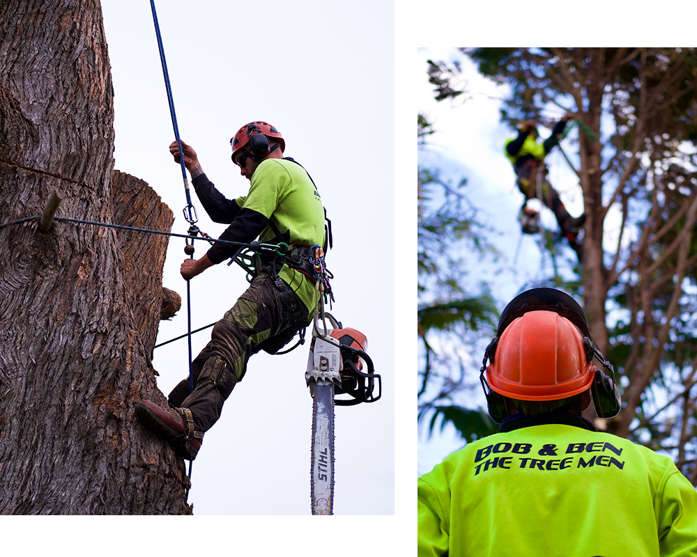 Tree Services Lucas Heights | Bob & Ben The Tree Men