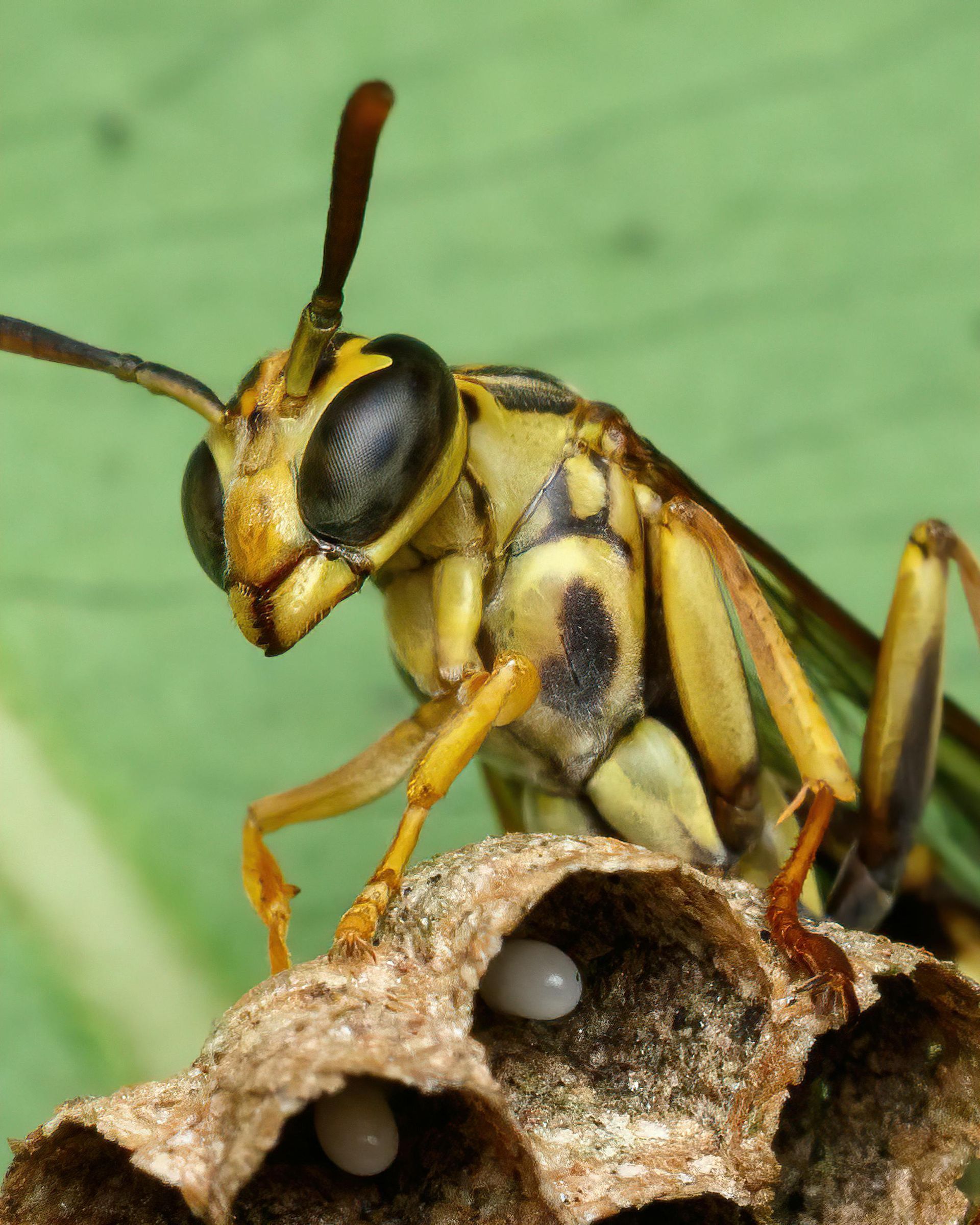 Targeted Interior Pest Treatments | Titan Pest Defense