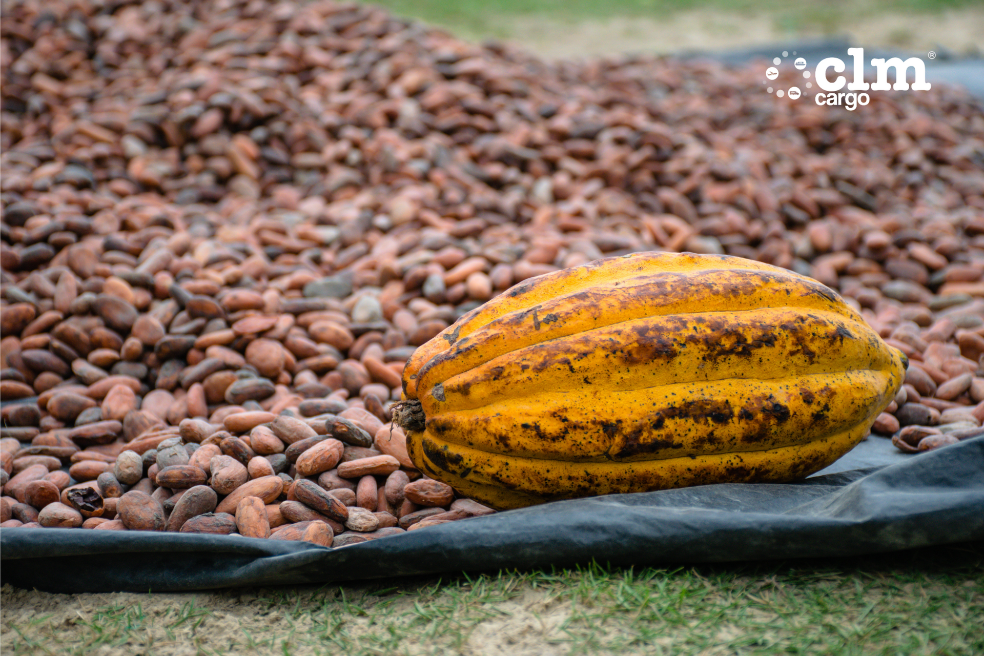 Exportar Cacao desde Colombia: Guía Completa