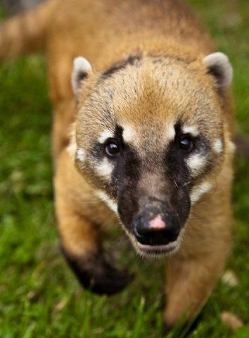 Animals | Auchingarrich Wildlife Park | Zoo and Adventure Park