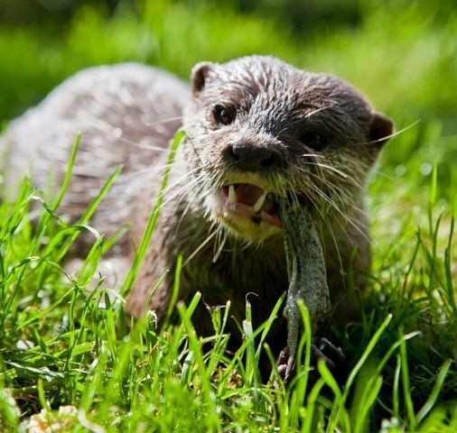 Animals | Auchingarrich Wildlife Park | Zoo and Adventure Park