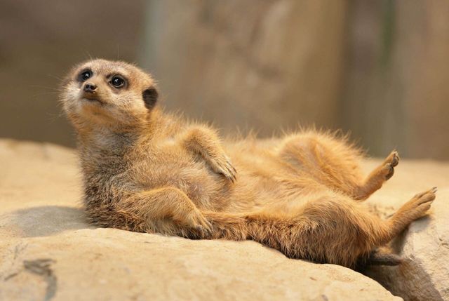 Meerkat Face Paint Meerkat Face Stock Photos, Royalty Free Meerkat