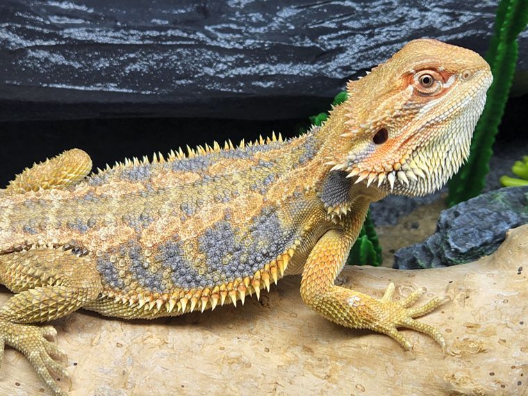 Real Aussie Reptiles | Bearded Dragons