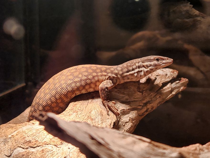 Real Aussie Reptiles | Current Reptiles